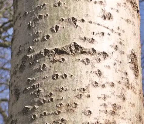 European Aspen Tree Forestry Com