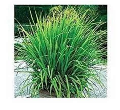 Lemon Grass Cymbopogon Citratus Packaging Size 25 Kg At Rs 70kg In Surat