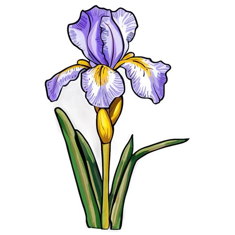 Download Vintage Iris Drawing Png 42