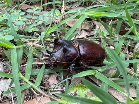 The Texas June Bug Barefoot Mosquito And Pest Control