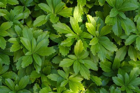 Variegated Ground Cover