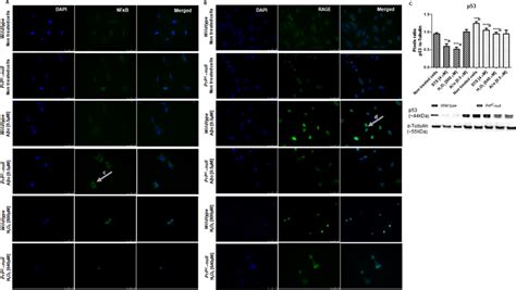 a immunocytochemistry for nfĸb evaluation of wild type and prpc null