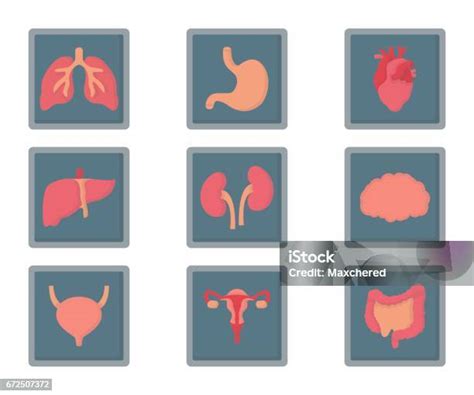 醫學平圖示 X 射線器官向量圖形及更多x光片圖片 X光片 人 人的心臟 Istock