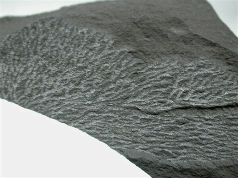 Dendroidea Fossil Shop