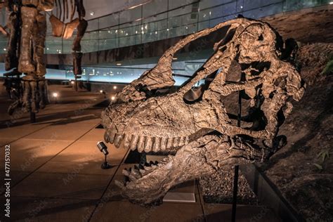 Brachiosaurus Fossil