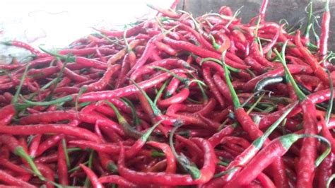 Hampir Seharga Daging Sapi Harga Cabai Keriting Merah Sentuh Angka Rp