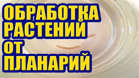 Как обработать Растения от Планарий. Бактодез против Паразитов в ...
