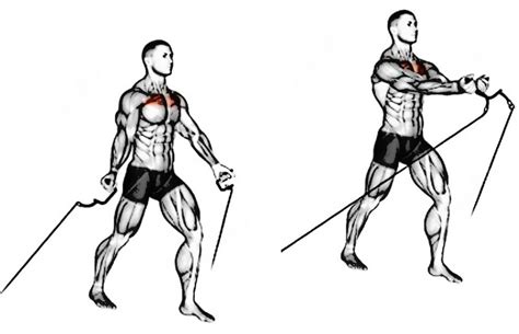 15 로우 풀리 케이블 크로스 오버low Pulley Cable Cross Over