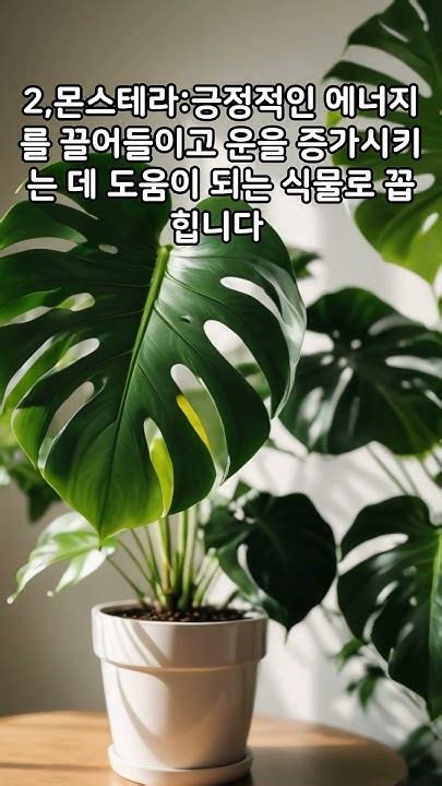 거실에 두면 운이 들어오는 식물3가지 식물풍수인테리어 Youtube