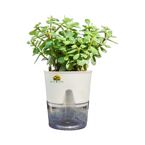 Good Luck Plants Bagicha