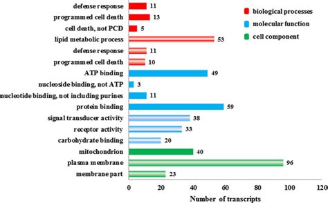functional annotation of up regulated transcripts gene ontology was