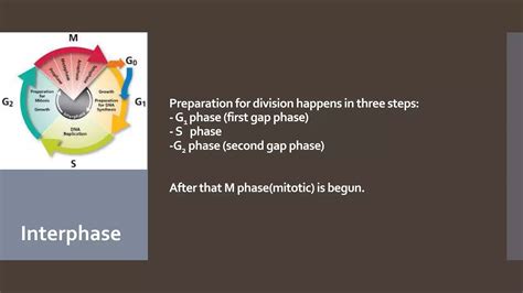Cell Cycle Stem Schools Omar Nabel Ppt