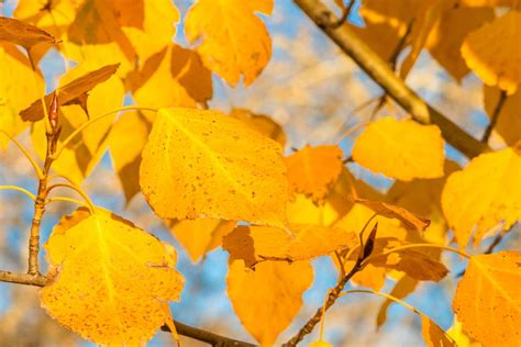 Yellow Birch Yellow Birch Sbvpa