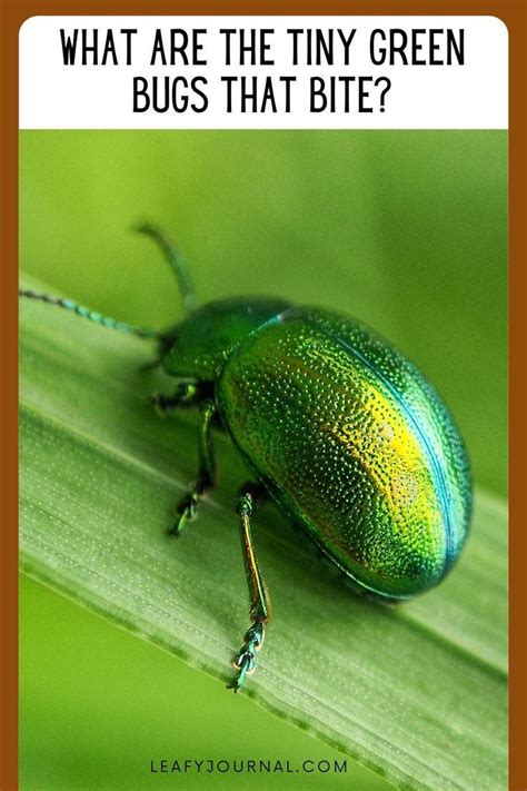 Identifying And Dealing With Tiny Green Bugs That Bite