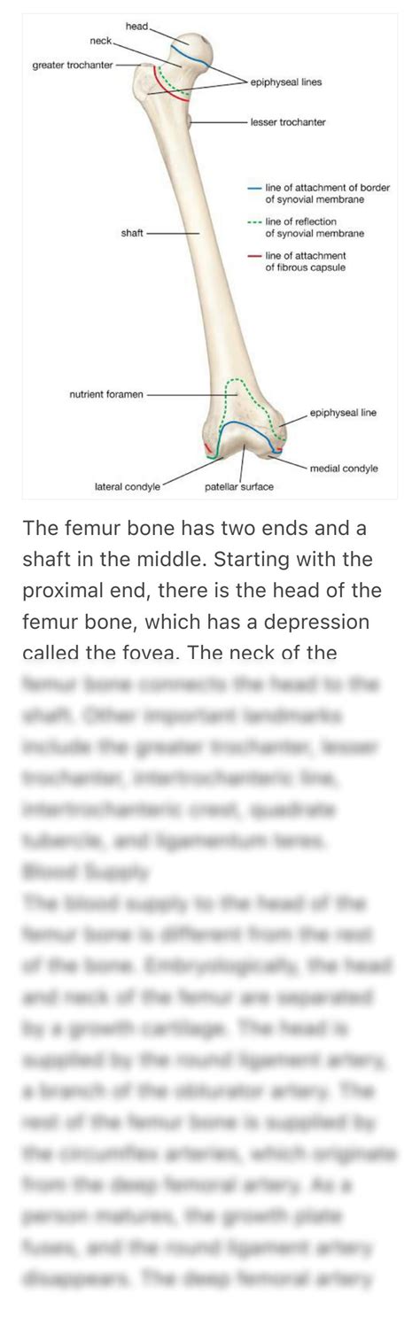Solution Femur Bone Anatomy Side Determination Structure Markings And