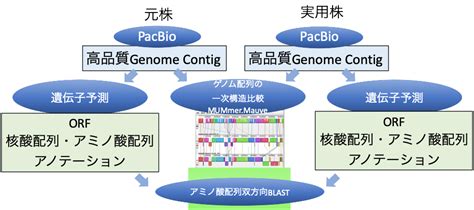 微生物・植物・動物のゲノム比較サービス Genome Comparison Services バイオ事業 株式会社メイズ