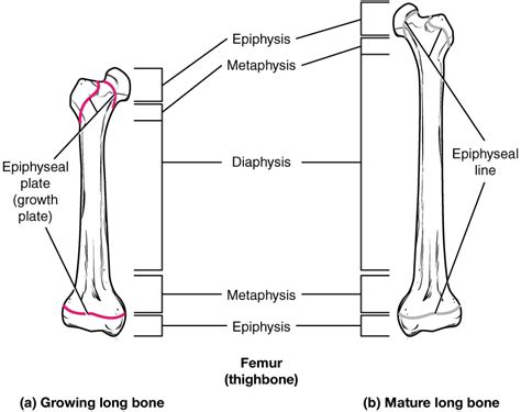 64 Bone Formation And Development Douglas College Human Anatomy And