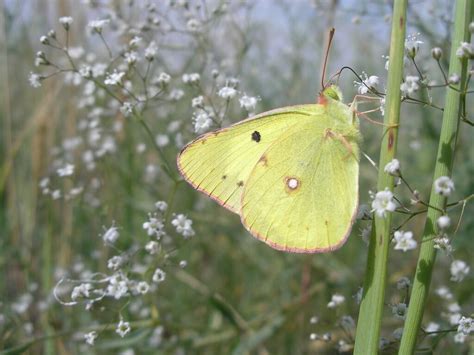 Eastern Pale Clouded Yellow From Iliyskiy Kz Aa Kz On June 3 2007 At