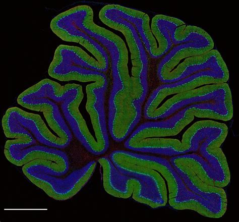 The Cell Image Library