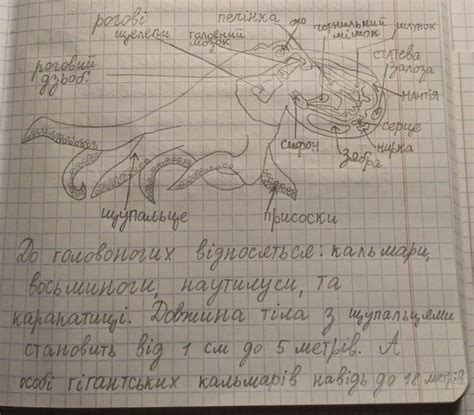 12 Укажіть органи дихання черевоногих молюсків а тільки легені б тільки зябра в як зябра