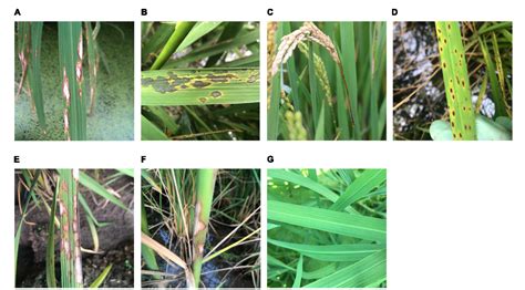 Figure 1 From Effects Of Image Dataset Configuration On The Accuracy Of Rice Disease Recognition