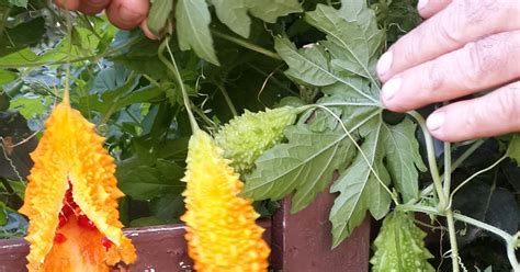 MUCİZE MEYVE KUDRET NARI Mavianne Pozitif Yasam Blogu Hayatın