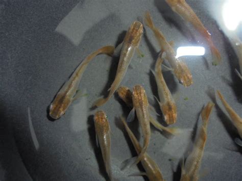 琥珀ヒカリと安房錦あわにしき 家メダカブログ