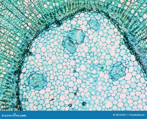 Tilia Stem Micrograph Stock Image Image Of Detail Graph 48124551