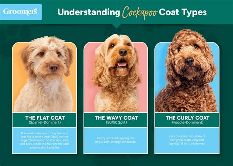 Types Of Cuts For Cockapoo