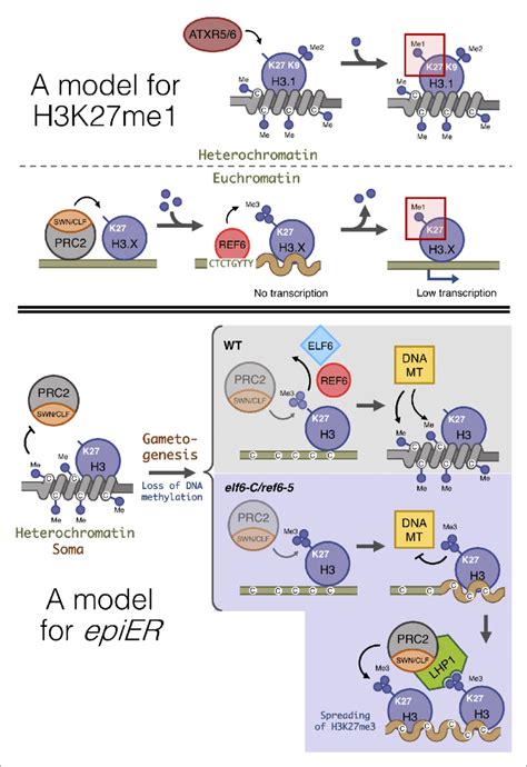 Proposed Model For The Role Of Histone Demethylases In The Accumulation