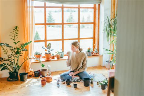 Purple Passion Plant Care And Growing Guide