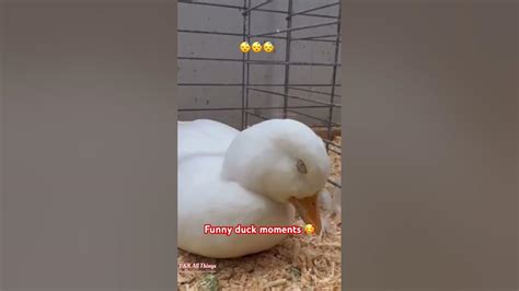 Funny duck moments #subscribemychannel#shorts - YouTube