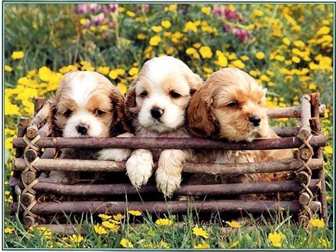 Cute Puppy Puppies Wallpaper 13986364 Fanpop