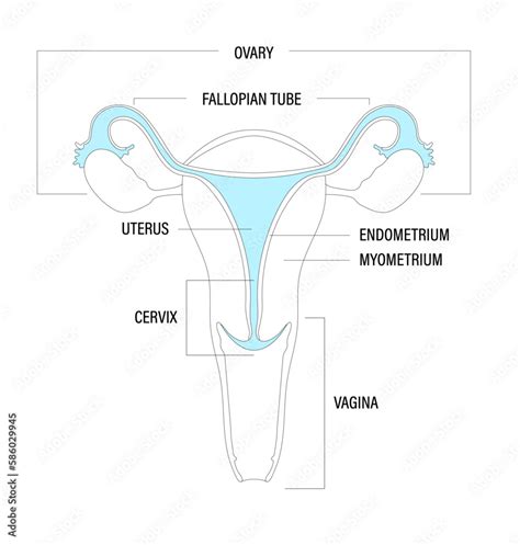 Minimalist Illustration Of Parts Of Female Reproductive Organ Including Ovaries Fallopian Tube