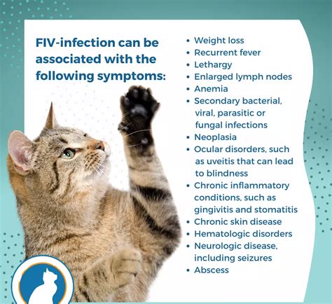 fiv 펠브 테스트 키트