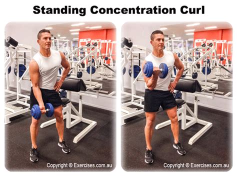 Standing Concentration Curls Quick 148 Min How To Video