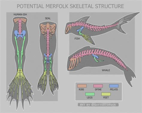 Anatomy Of A Mermaid Artofit