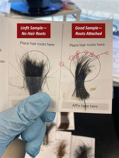 Labelled Dna Sample Canadian Angus Association Labelled Dna Sample Canadian Angus Association