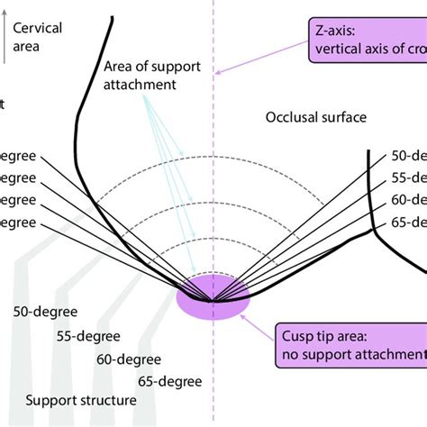Schematic Two Dimensional Diagram Of Support Structures Attached Download Scientific Diagram