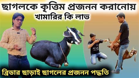 উন্নত ব্লাক বেঙ্গল ছাগল পালন ছাগলের কৃত্রিম প্রজনন Artificial