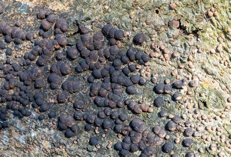 Hypoxylaceae Darkeyedmary Blipfoto