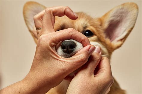 사랑스러운 귀여운 강아지 웨일스 코르기 펨브로크 강아지는 가벼운 배경에 여주인의 손의 코를 만진다 가을에 대한 스톡 사진 및 기타 이미지 Istock