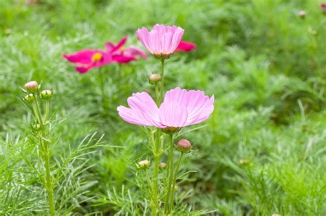 ดอกคอสมอสสีชมพูที่สวยงามบานสะพรั่งในสวนบนพื้นหลังธรรมชาติเบลอบนพื้นหลังธรรมชาติเบลอ ภาพสต็อก