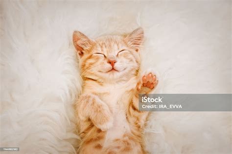 귀여운 빨간 새끼 고양이는 그의 등에서 자 고 웃 고 발을 위로 수 면과 좋은 아침의 개념입니다 애완고양이에 대한 스톡 사진 및 기타 이미지 Istock