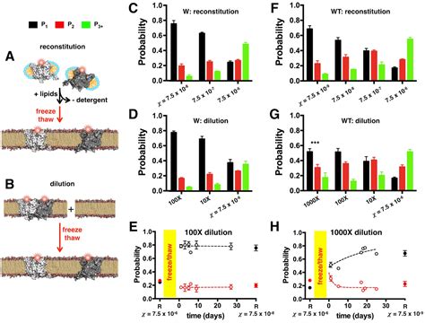 The Dimerization Equilibrium Of A ClC Cl H Antiporter In Lipid