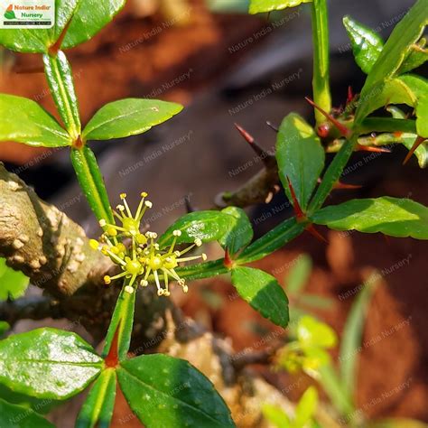 Buy Zanthoxylum Armatum Plant In Bulk Online Nature India Nursery