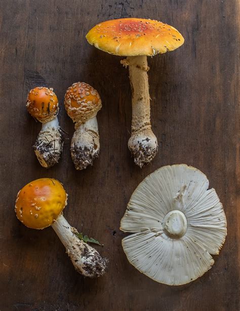 Amanita Muscaria A Poisonous Edible Mushroom
