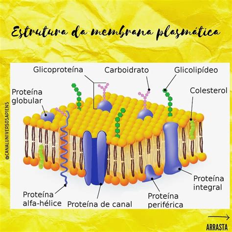 Carboidrato Na Membrana Plasmatica LIBRAIN
