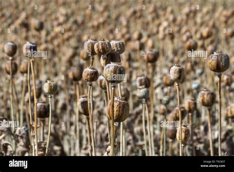 Poppy Seed Plant In India Subarubaruk