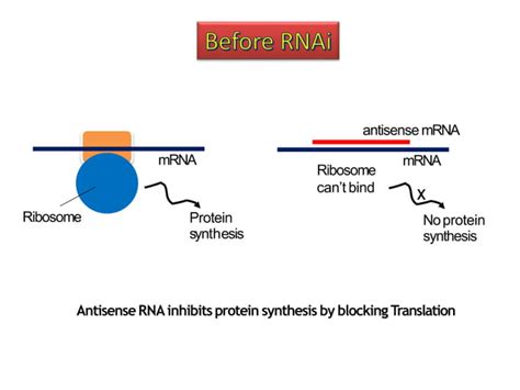 Rnai Rna Interference Gene Silencing And Its Importance Ppt